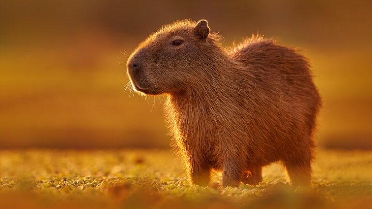 Vì sao Capybara lại hot như vậy?